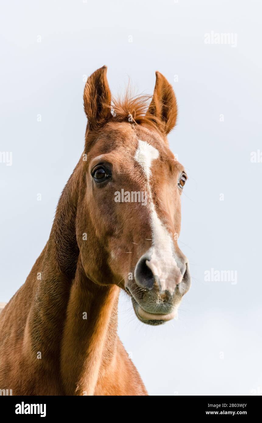 Portrait de cheval domestique (Equus ferus cavallus), vue de face, sur ...