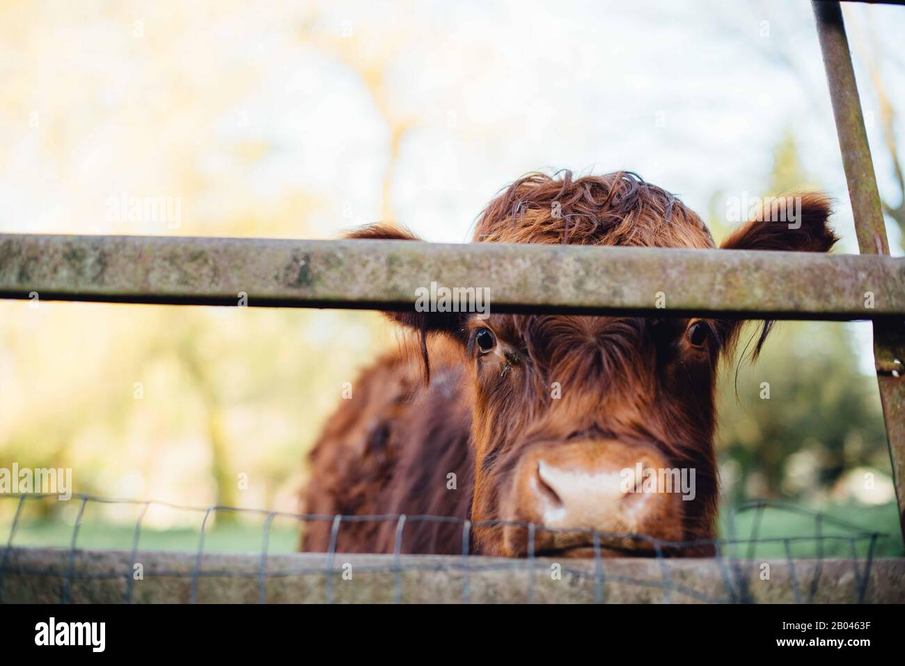 Petite vache Banque de photographies et d’images à haute résolution - Alamy
