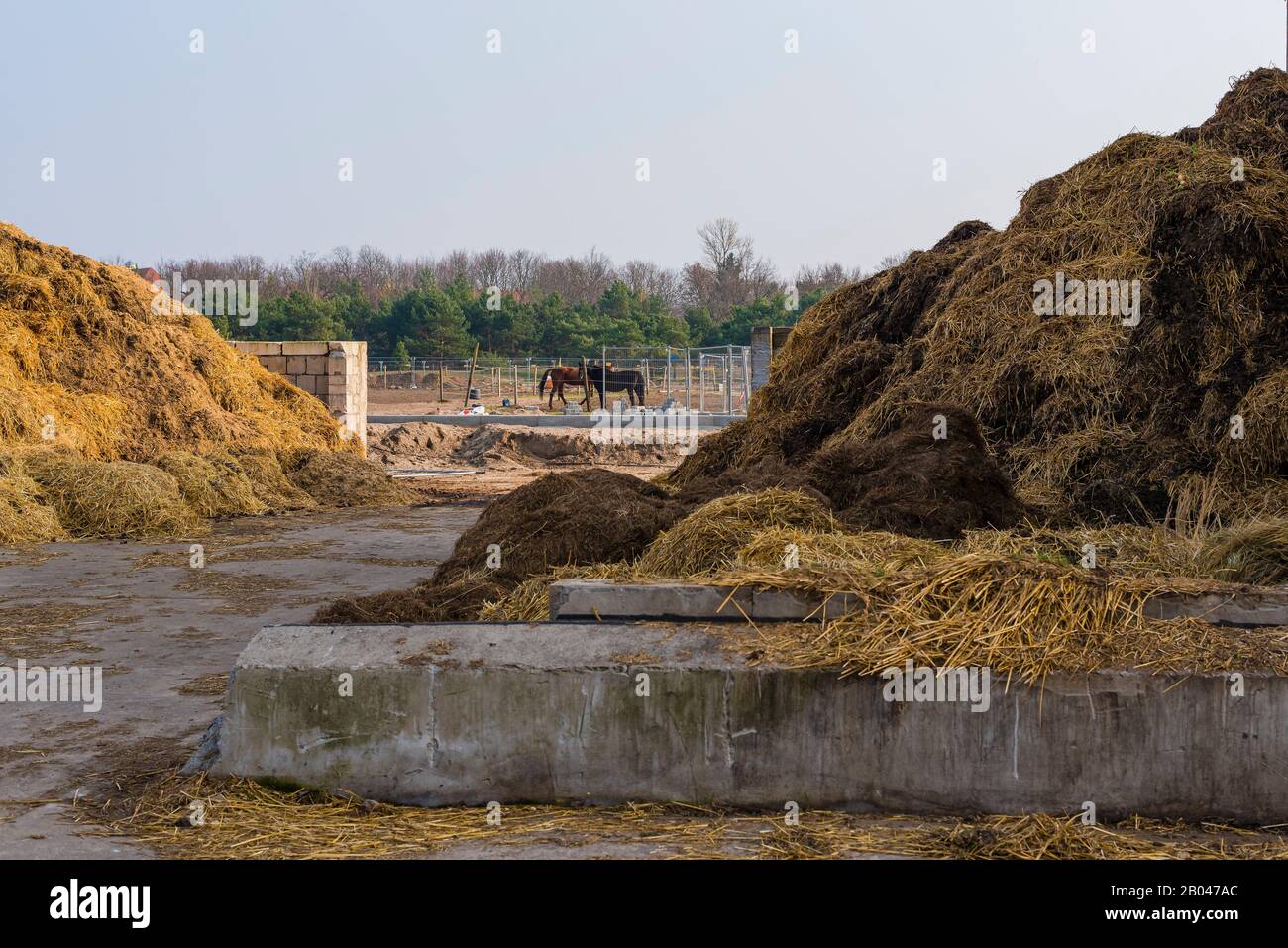 Une grande pile de fumier de cheval mélangé avec de la paille ancienne ...