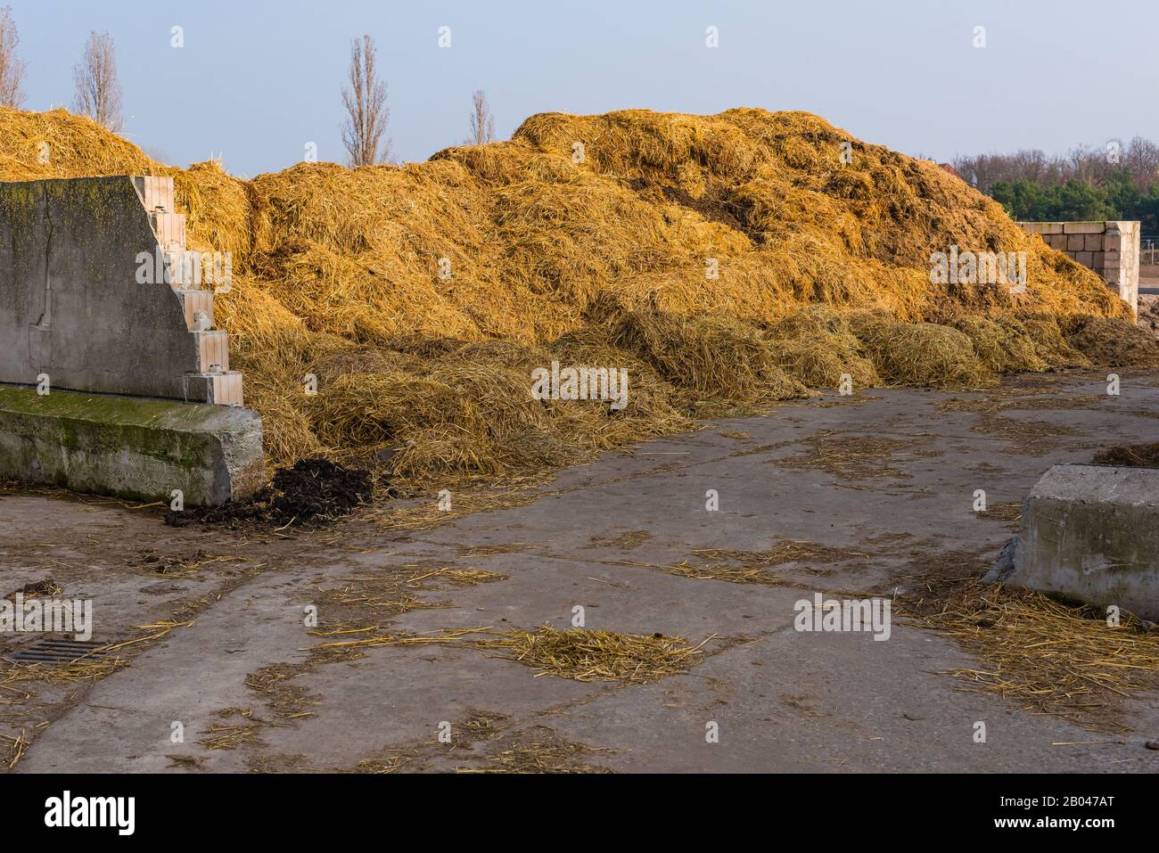 Une grande pile de fumier de cheval mélangé avec de la paille ancienne ...