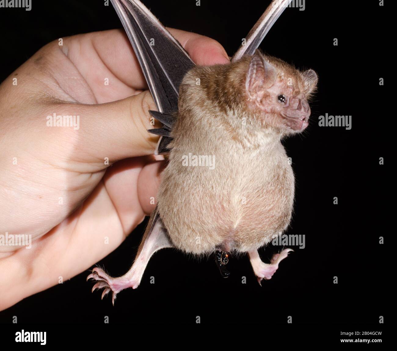 Chauve souris vampire Banque de photographies et d’images à haute ...