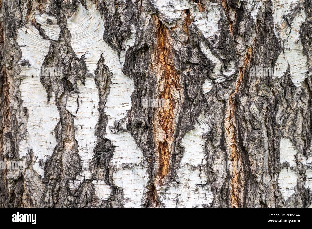 La texture de l'écorce de bouleau. Arrière-plan de l'écorce de bouleau ...