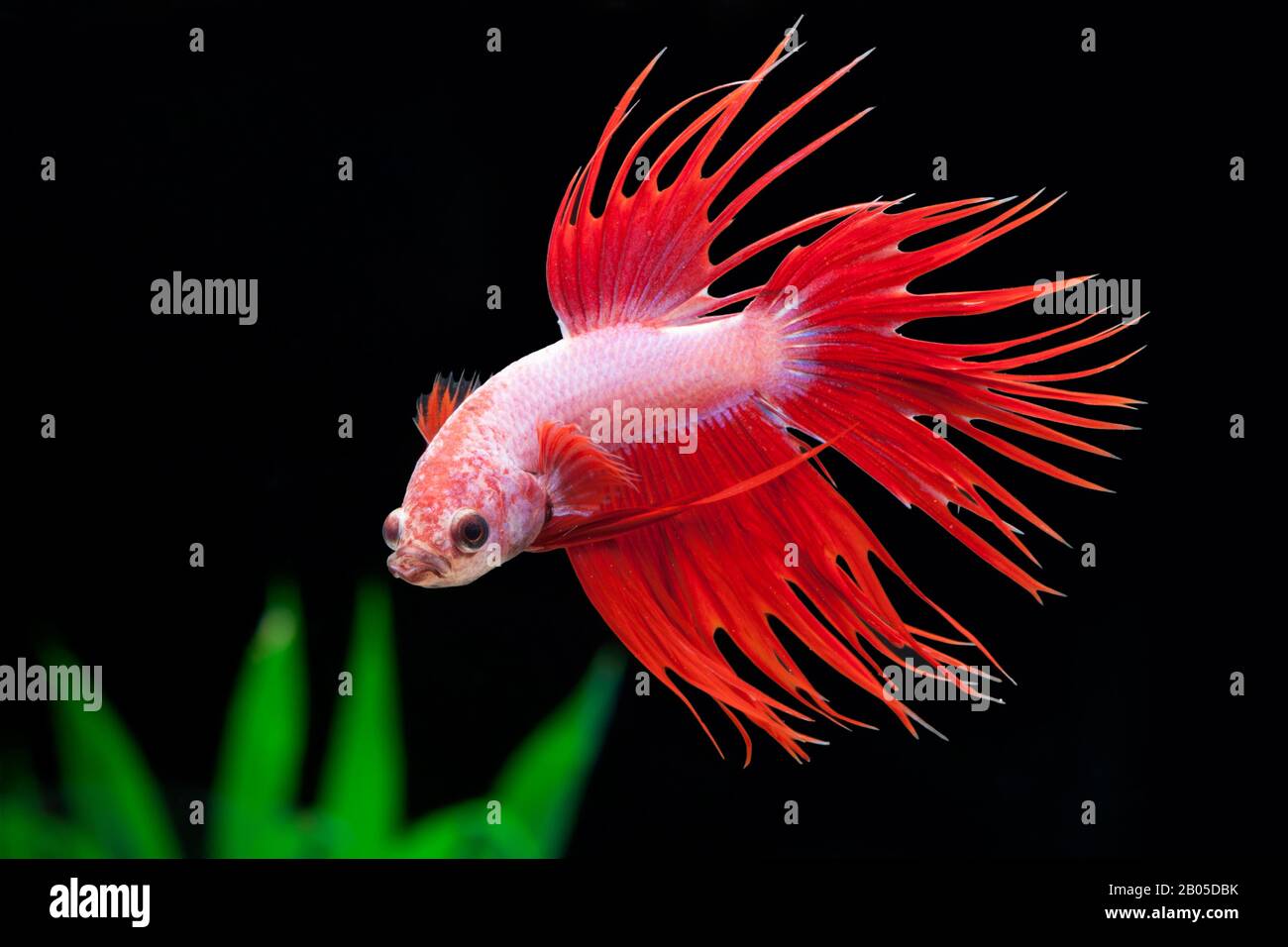 Poisson de combat siamois betta splendens Banque de photographies et d ...