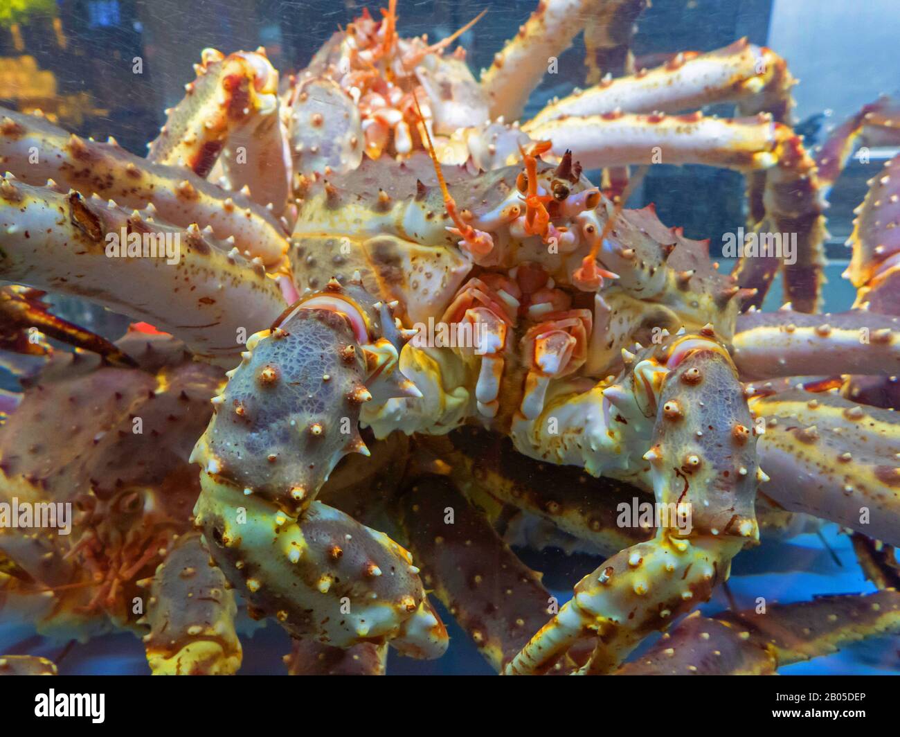 Crabe royal, crabe rouge, crabe royal de l'Alaska, crabe royal de l ...