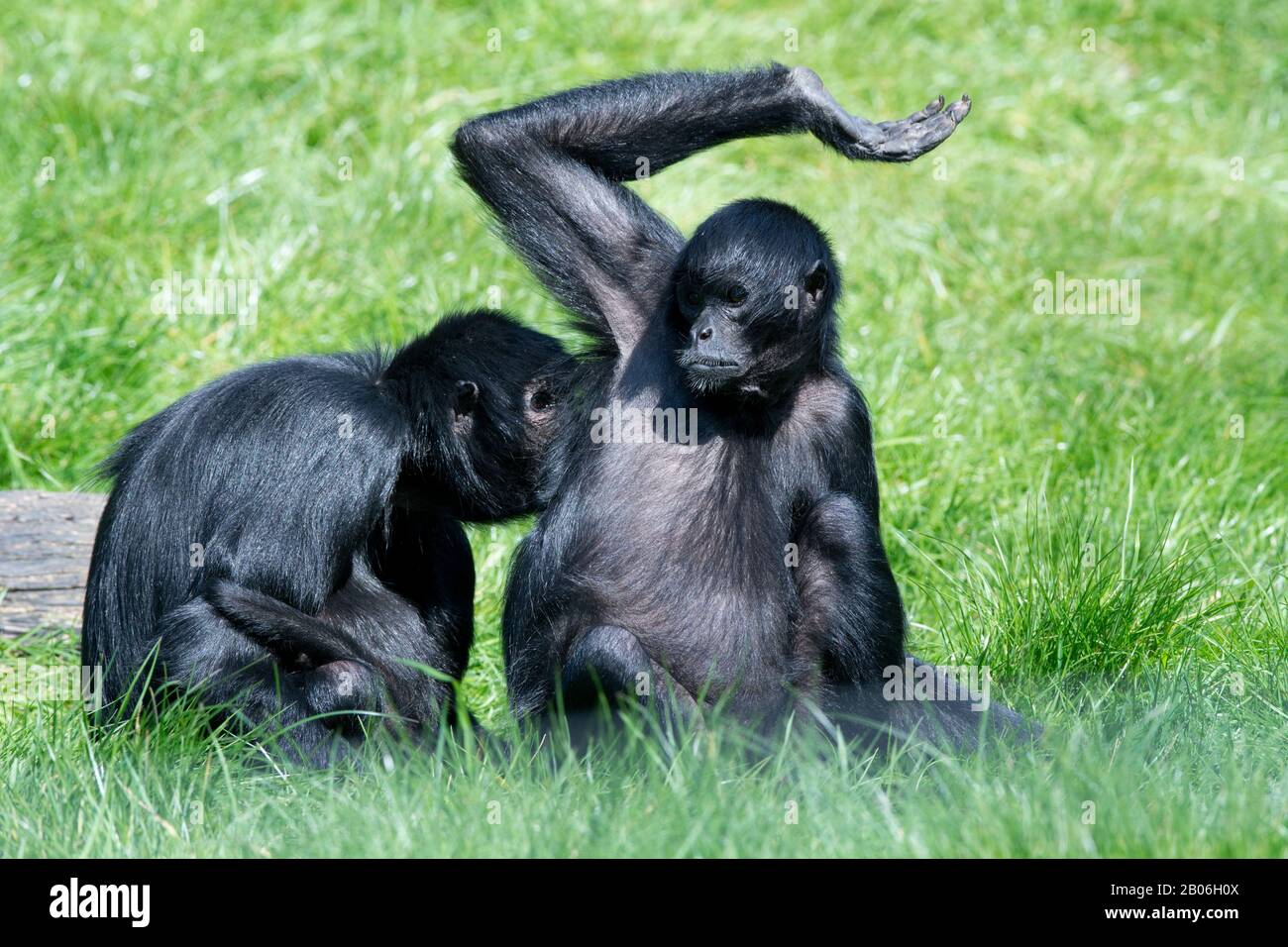 Les aisselles de la figurine Colombian Spider Monkey Sniffing Ones ...