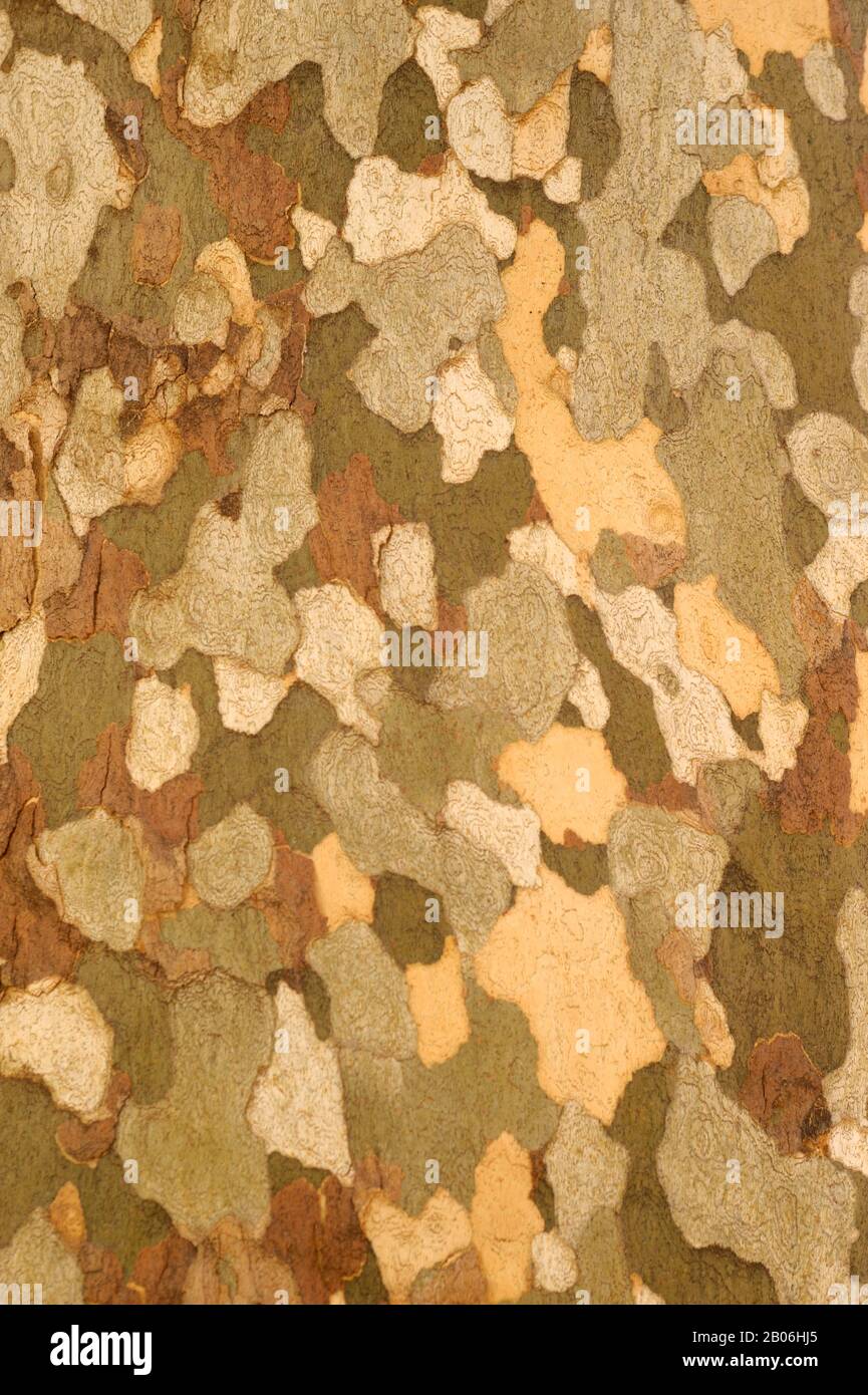 Arizona sycamore Banque de photographies et d’images à haute résolution ...