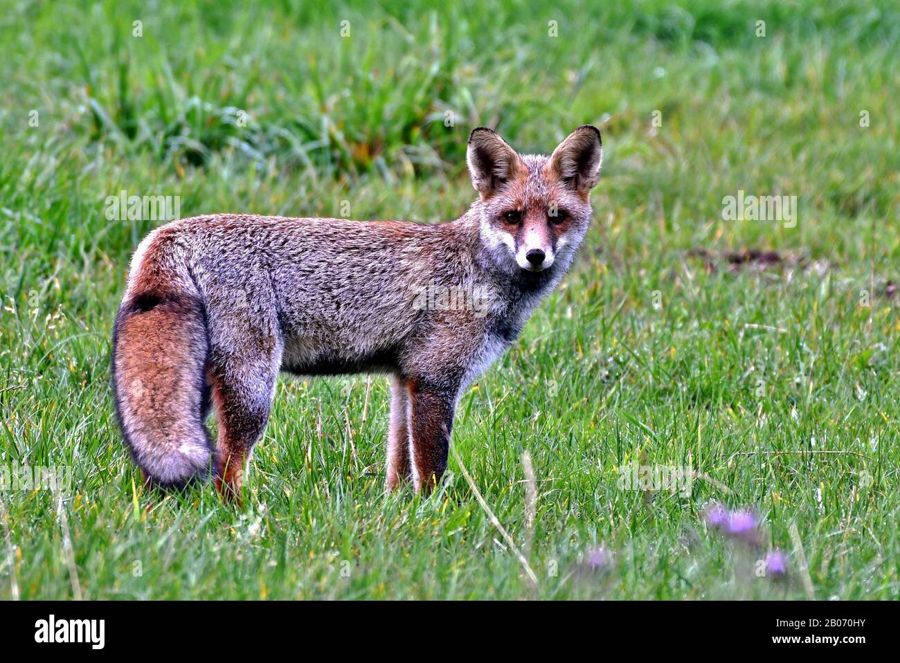 Renard dans un champ vert Banque de photographies et d’images à haute ...