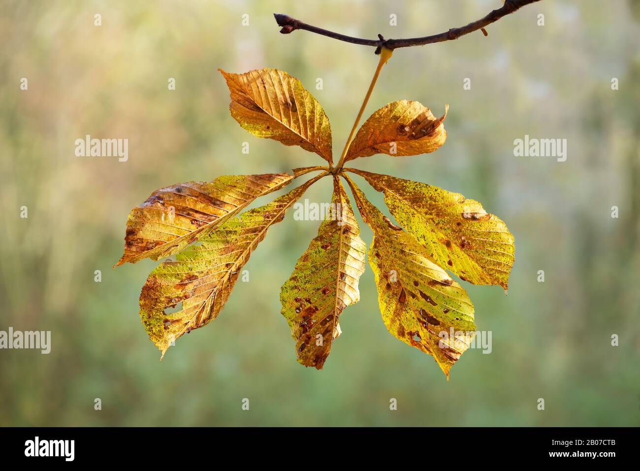 Feuille de marronnier d'automne Banque de photographies et d’images à ...