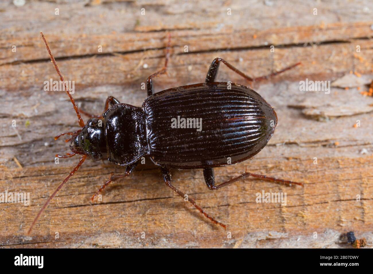 Insecte Coleoptere Du Bois Banque d'image et photos - Alamy