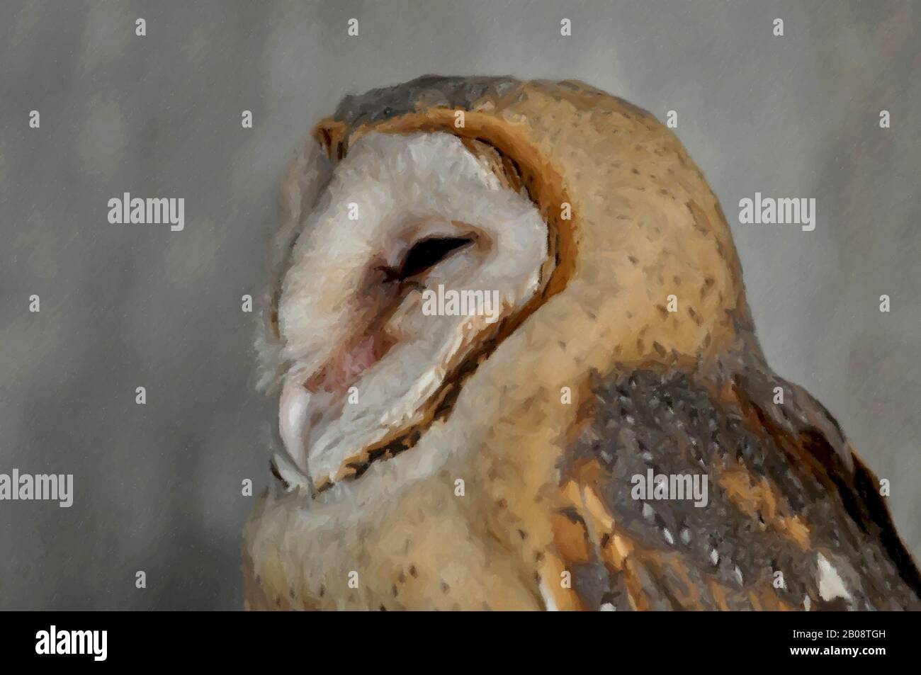 Painting barn owl Banque de photographies et d’images à haute ...