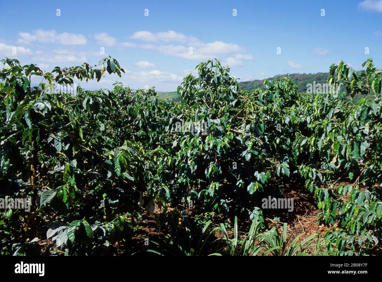 Arusha coffee plantation Banque de photographies et d’images à haute ...
