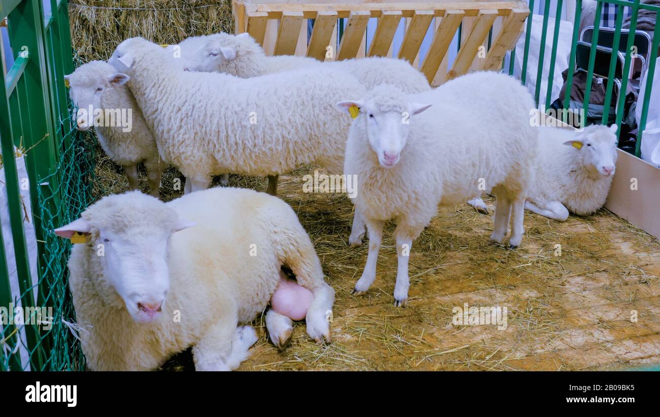 Testicule homme Banque de photographies et d’images à haute résolution ...