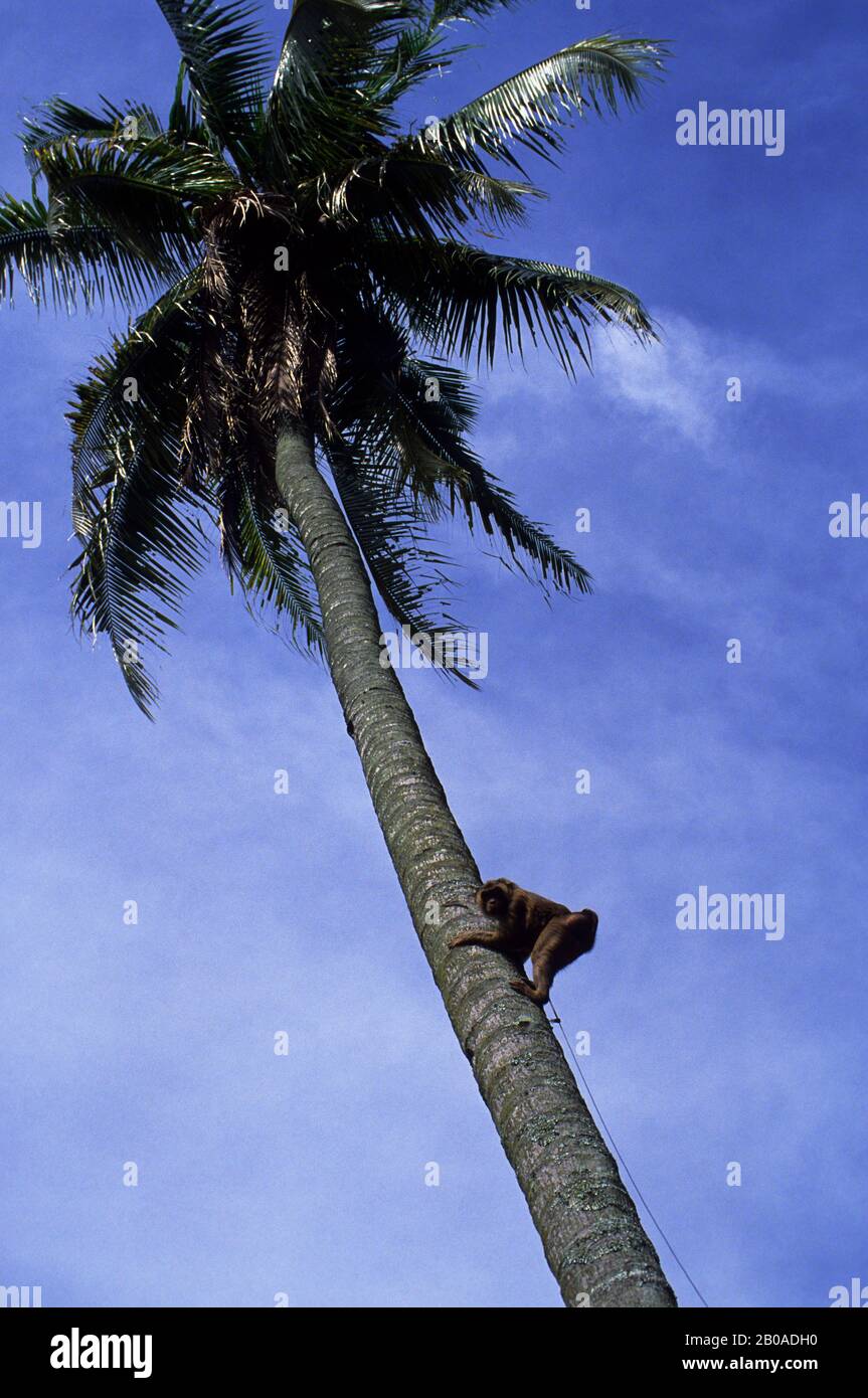 Arbre de coco grimpant Banque de photographies et d’images à haute ...