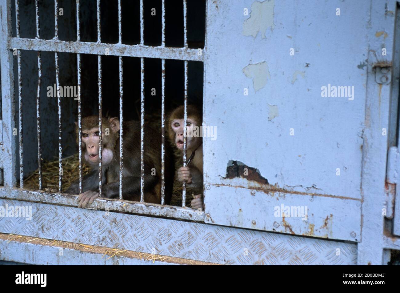 Cages singes en cage Banque de photographies et d’images à haute ...