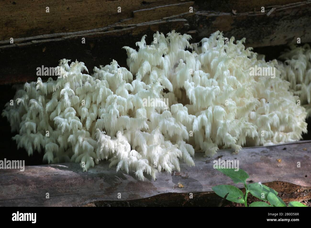 Champignon hericium coralloides Banque de photographies et d’images à ...
