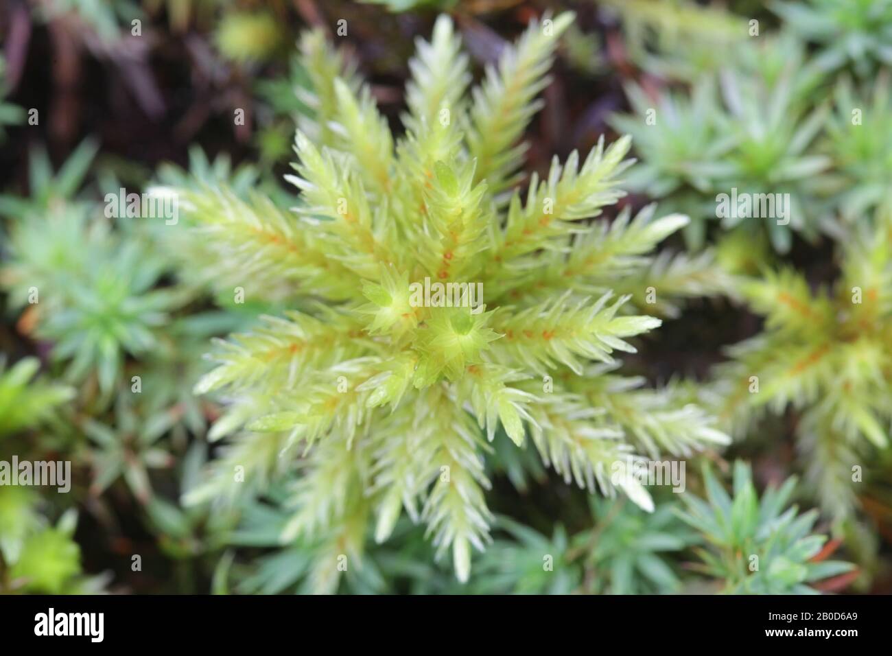 Climacium dendroides Banque de photographies et d’images à haute ...
