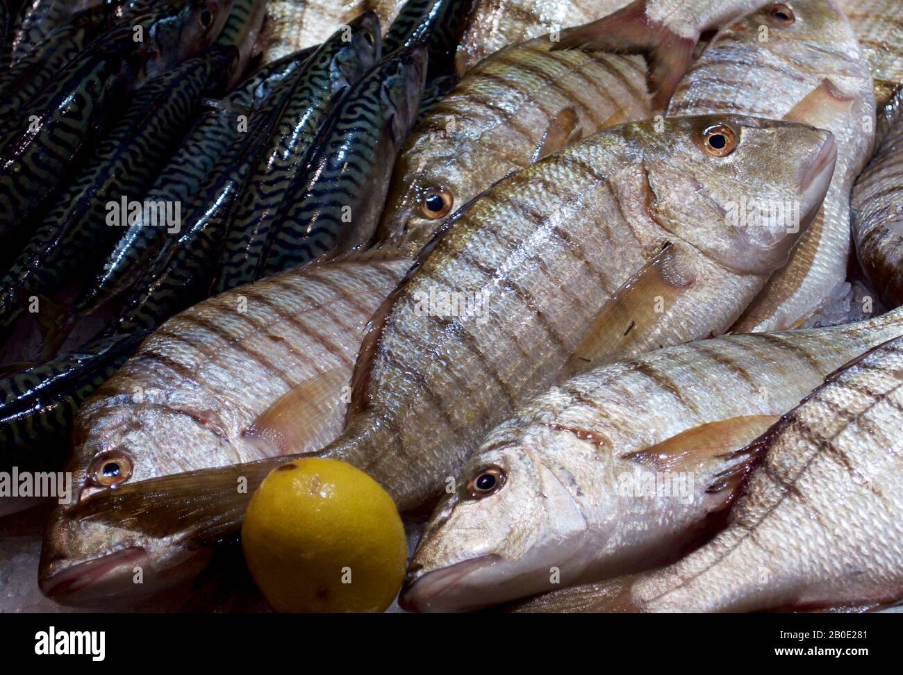 Poisson maquereau atlantique Banque de photographies et d’images à ...