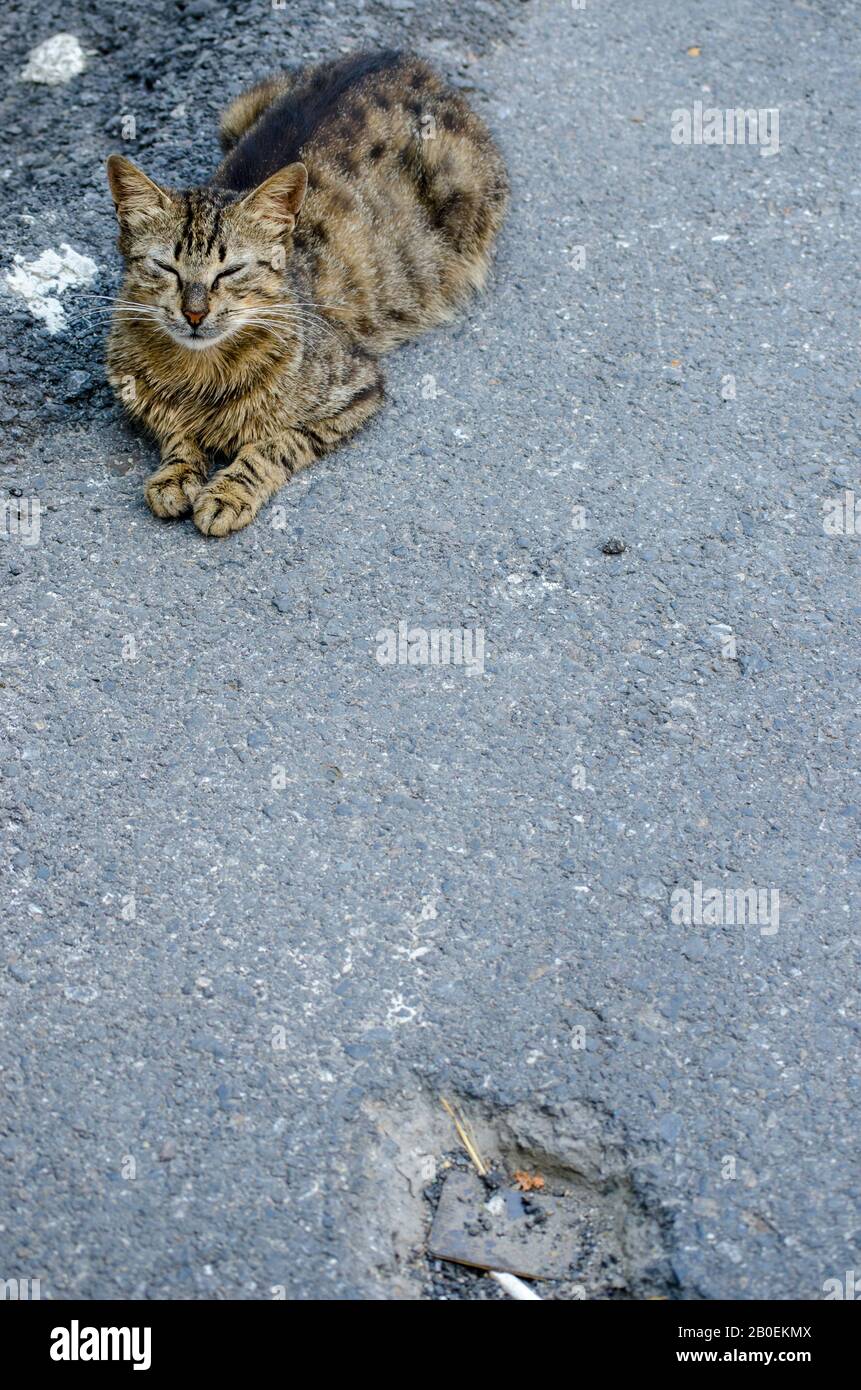 Chat qui louche Banque de photographies et d’images à haute résolution ...