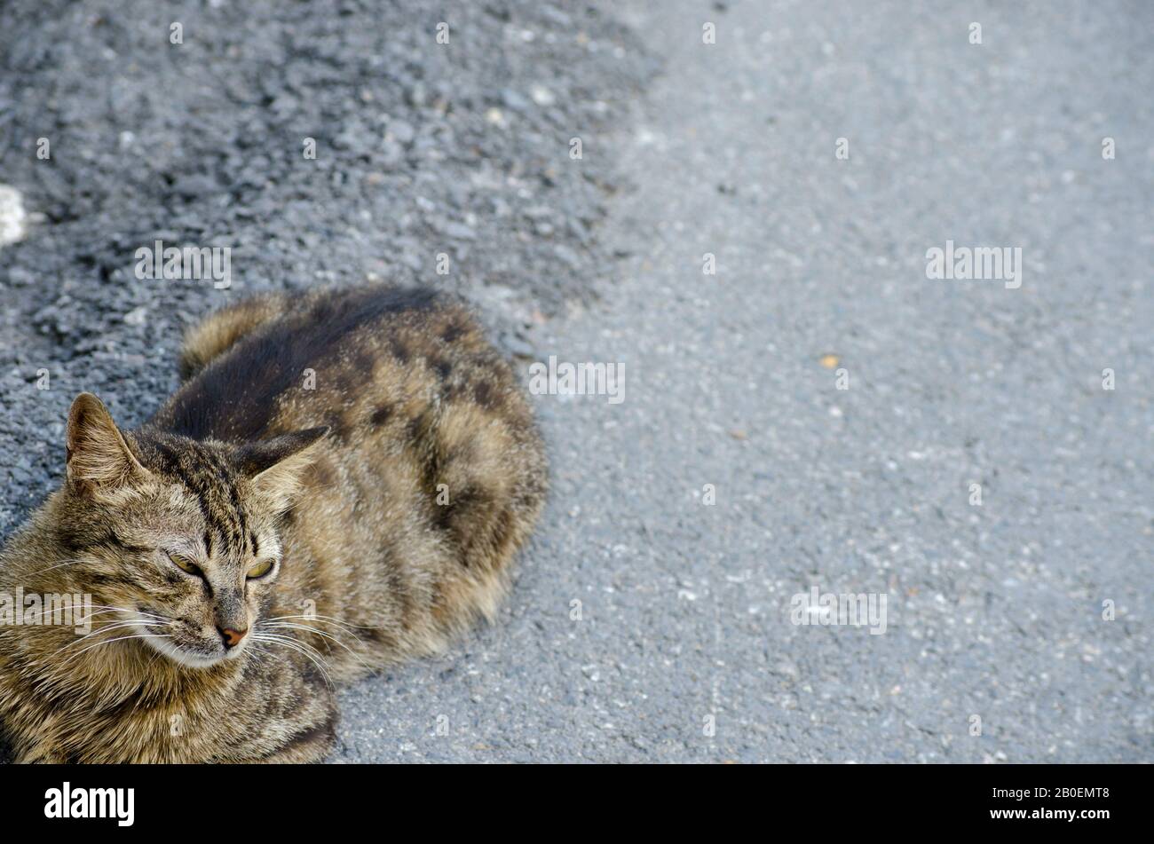 Chat qui louche Banque de photographies et d’images à haute résolution ...