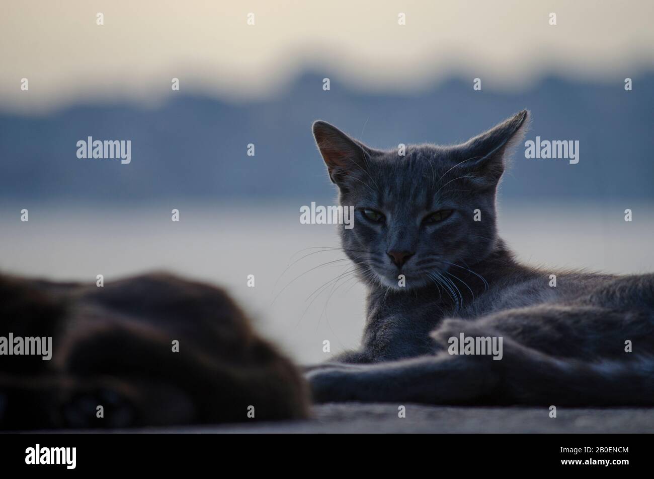 Chat qui louche Banque de photographies et d’images à haute résolution ...