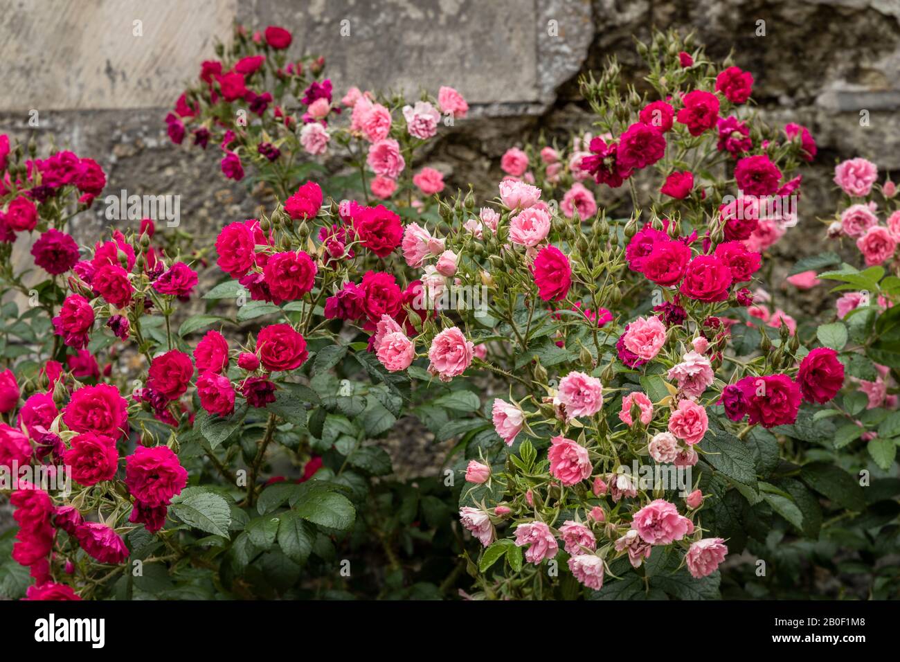 Rosa 'Grootendorst Rose' et Rosa 'F.J Grootendorst' au printemps ...