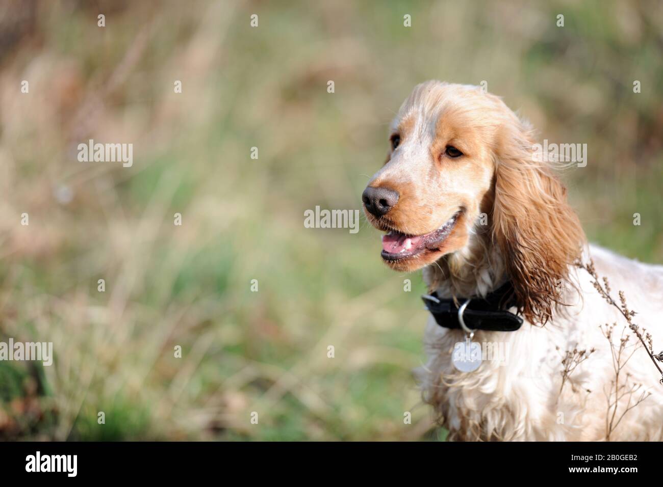 Rouan et orange cocker spaniel Banque de photographies et d’images à ...