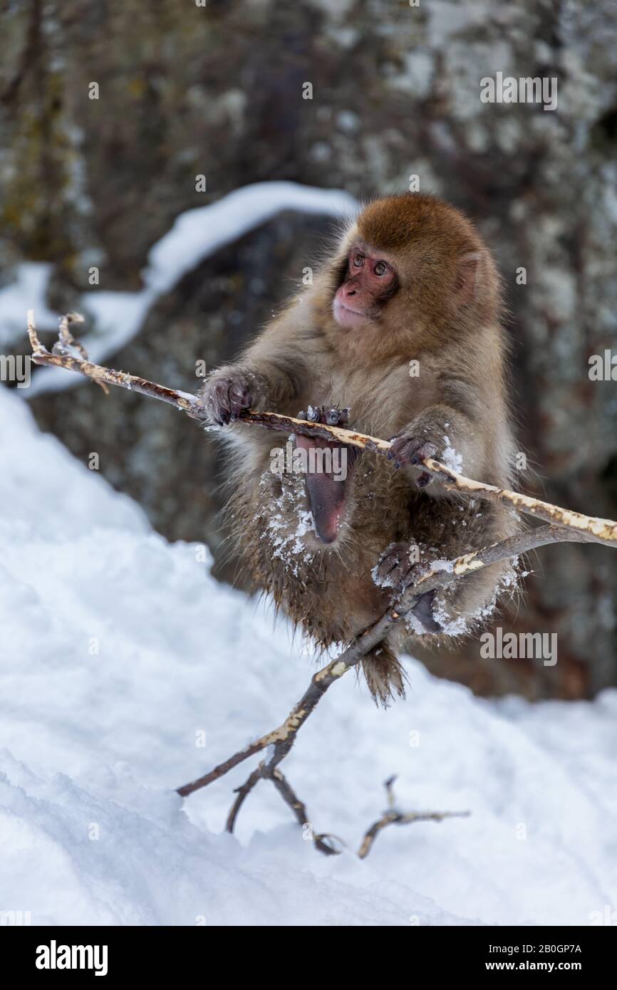 Singe des neiges du japon Banque de photographies et d’images à haute ...