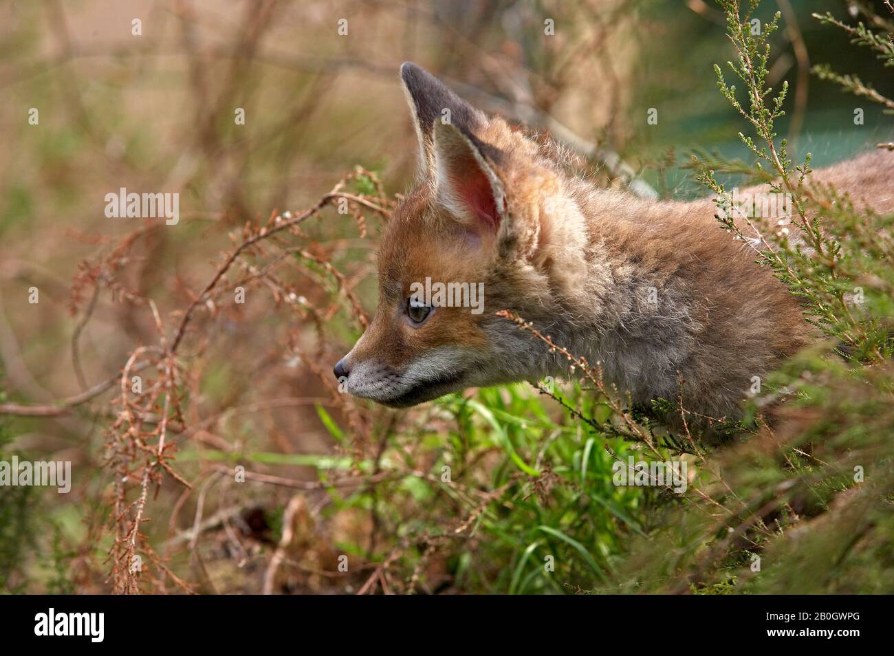 Baby red fox vulpes vulpes in normady Banque de photographies et d ...