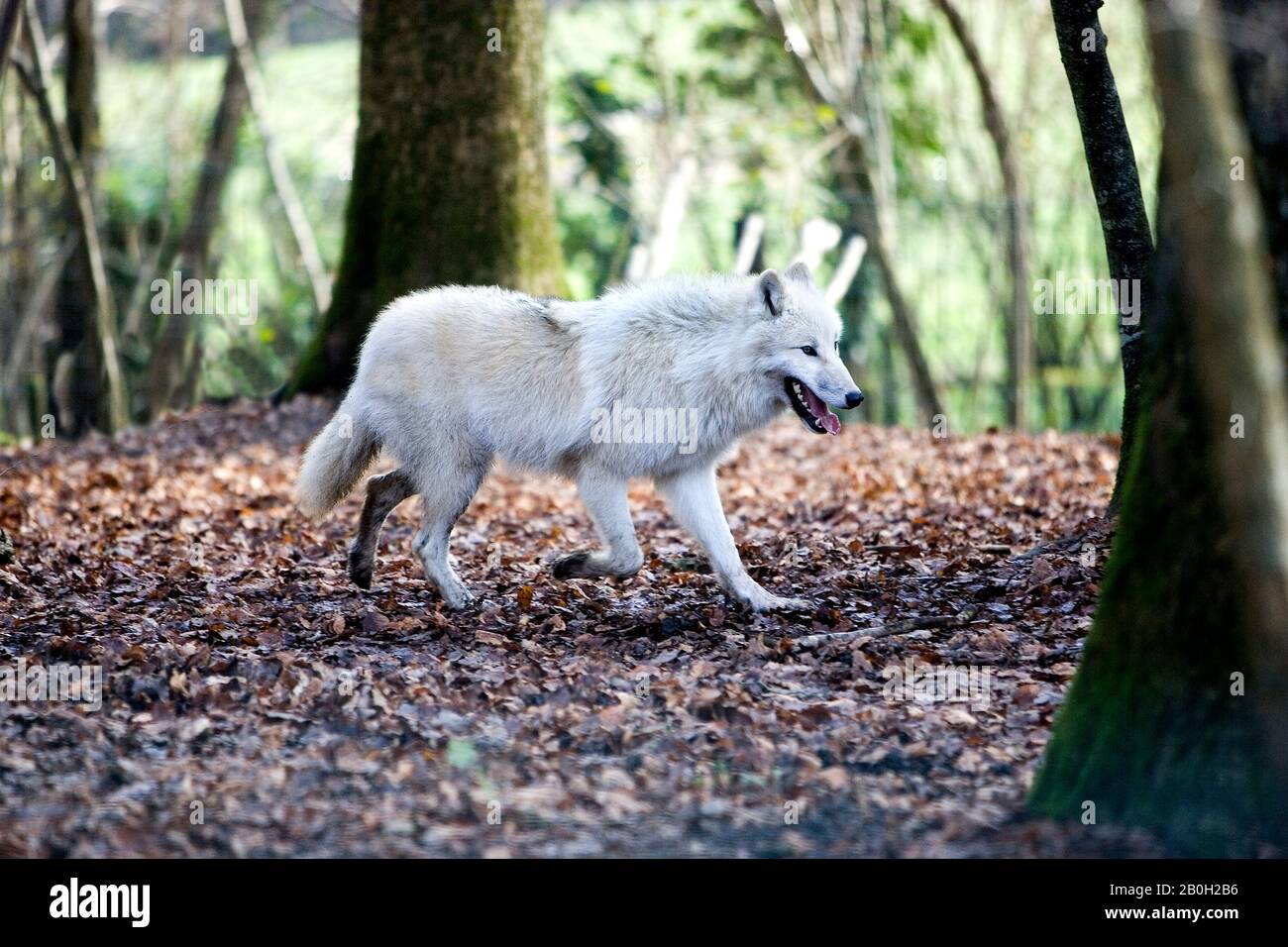 Loup arctique canis lupus tundrarum Banque de photographies et d’images ...
