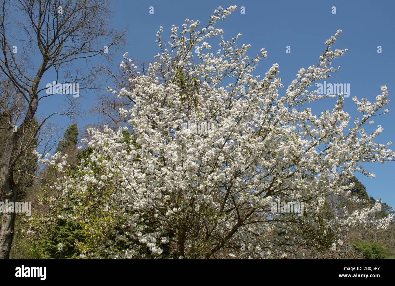 Prunus umineko cherry blossom Banque de photographies et d’images à ...