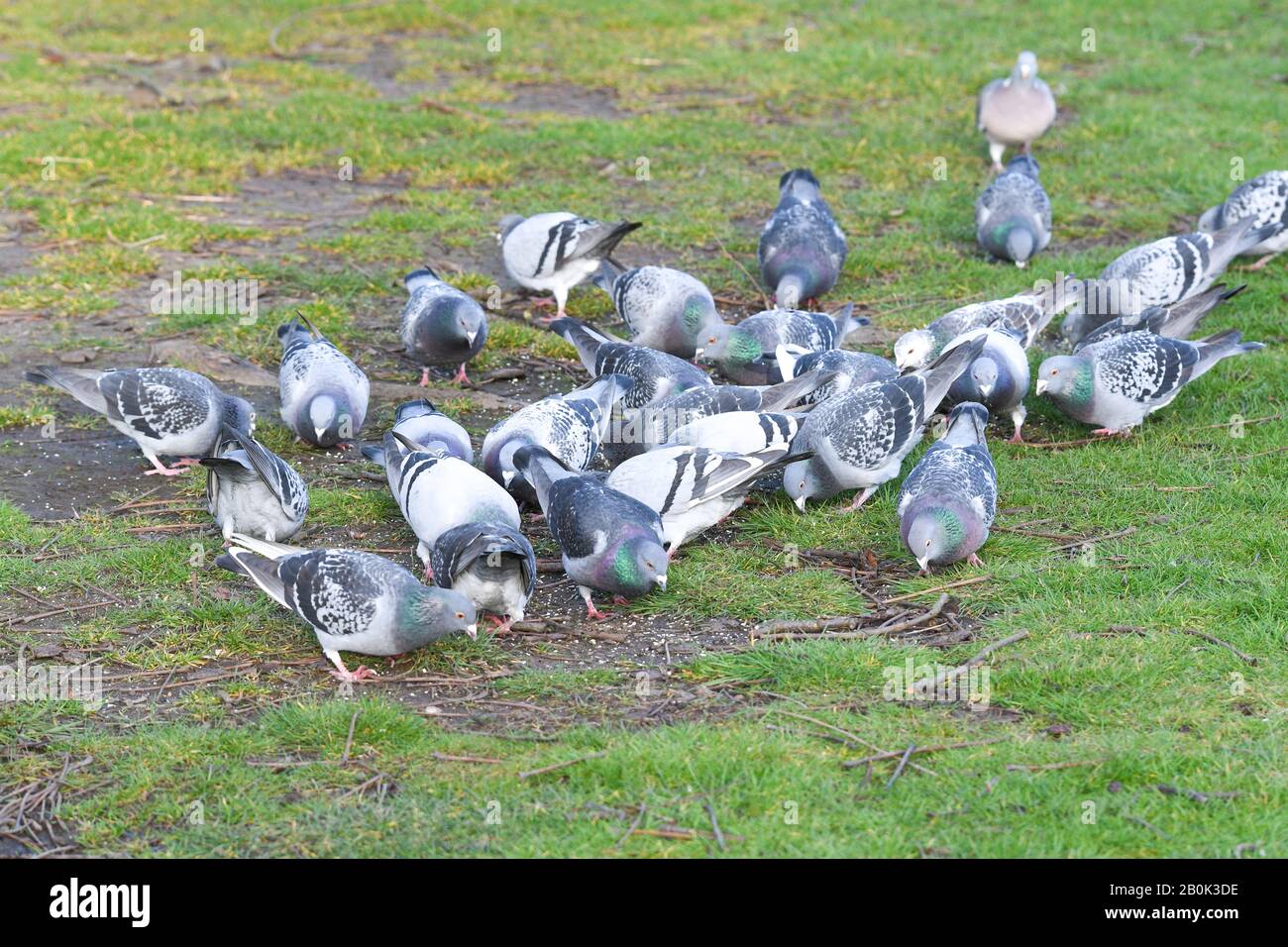 Pigeons nourris Banque de photographies et d’images à haute résolution ...