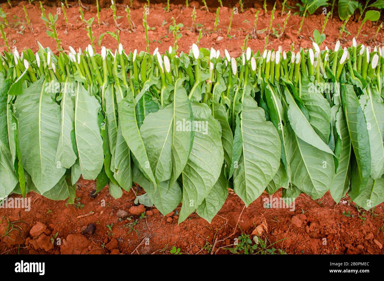 Tabac en feuilles Banque de photographies et d’images à haute ...