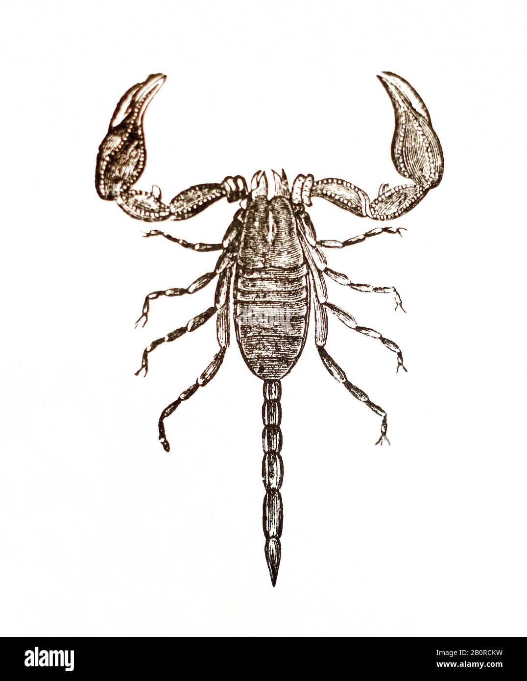 Euscorpius carpathicus Banque de photographies et d’images à haute ...