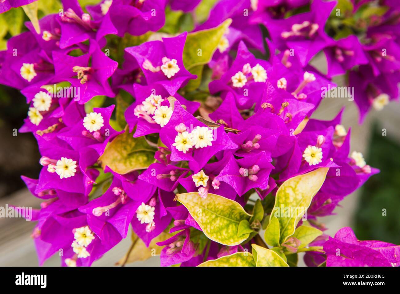 Fleurs De Bougainvillea, Violette Royale Et Blanche En Plein Essor ...