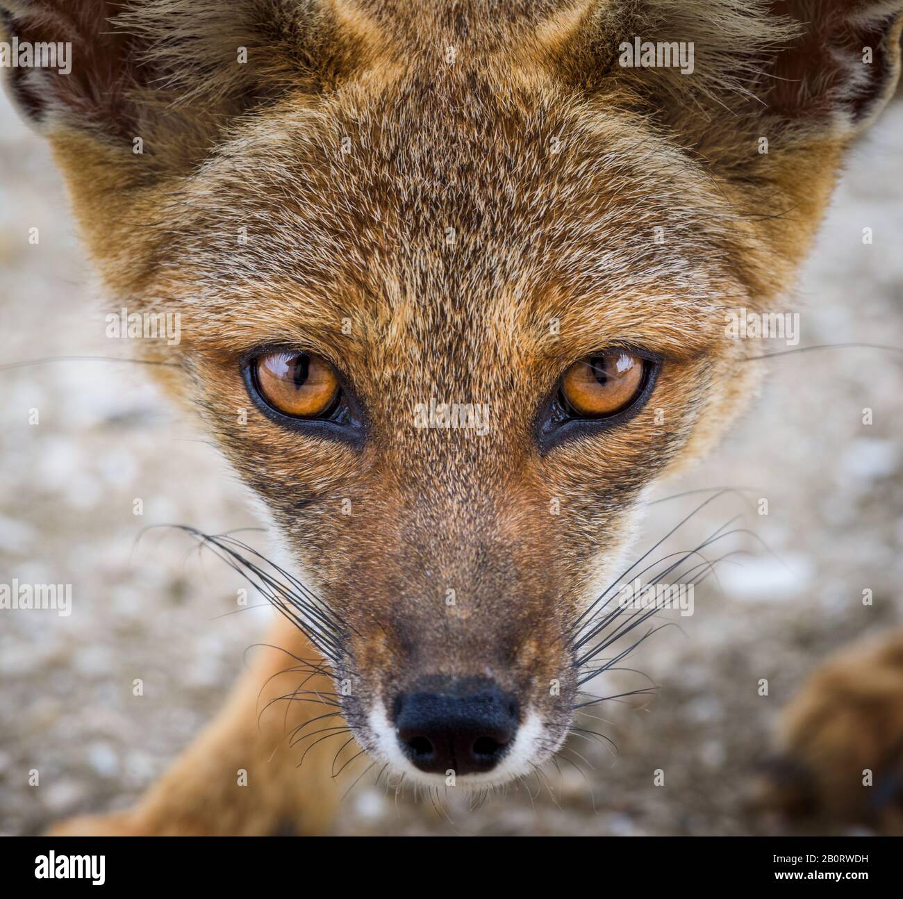 Culpeo fox Banque de photographies et d’images à haute résolution - Alamy