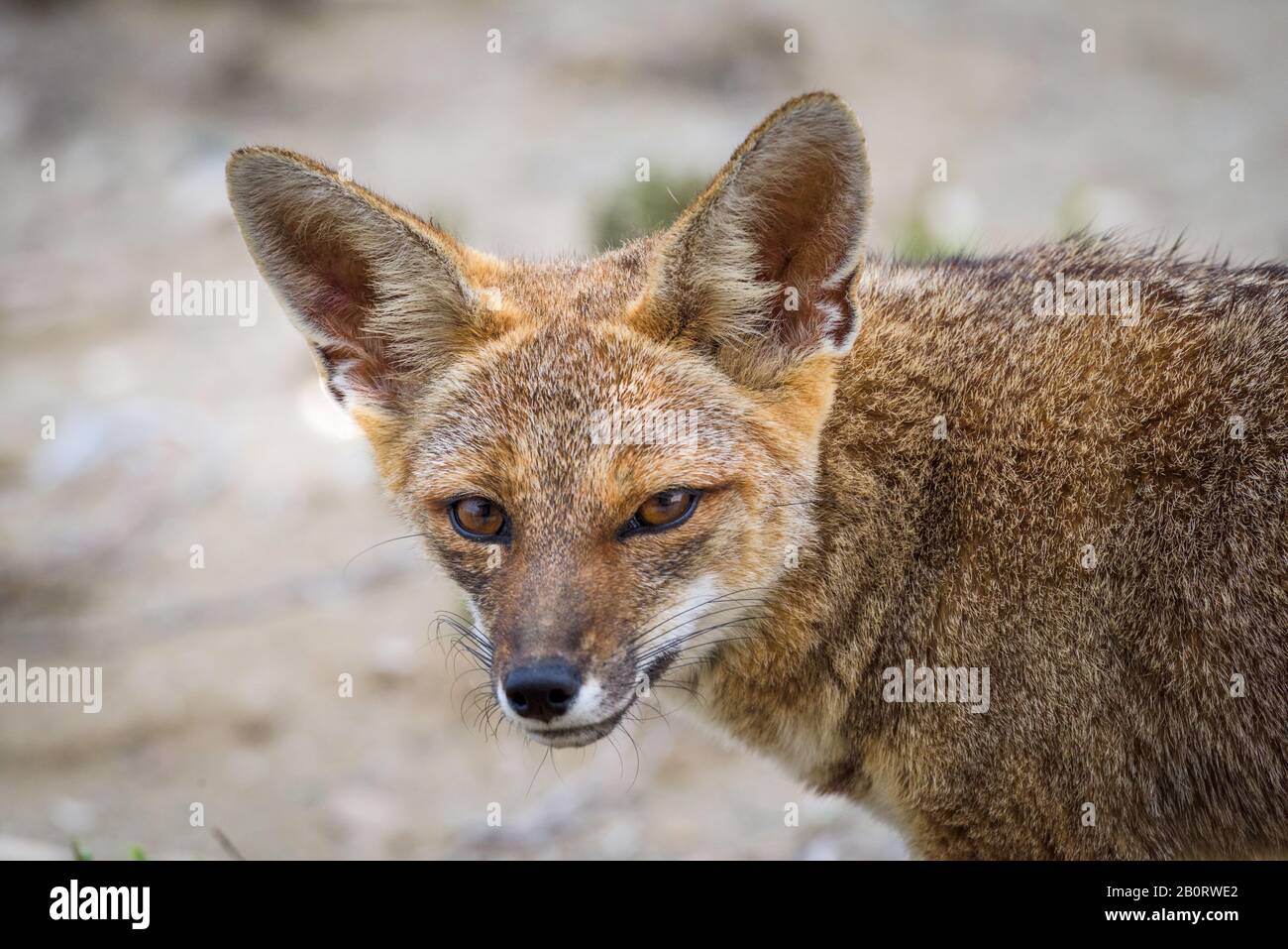 Culpeo fox Banque de photographies et d’images à haute résolution - Alamy