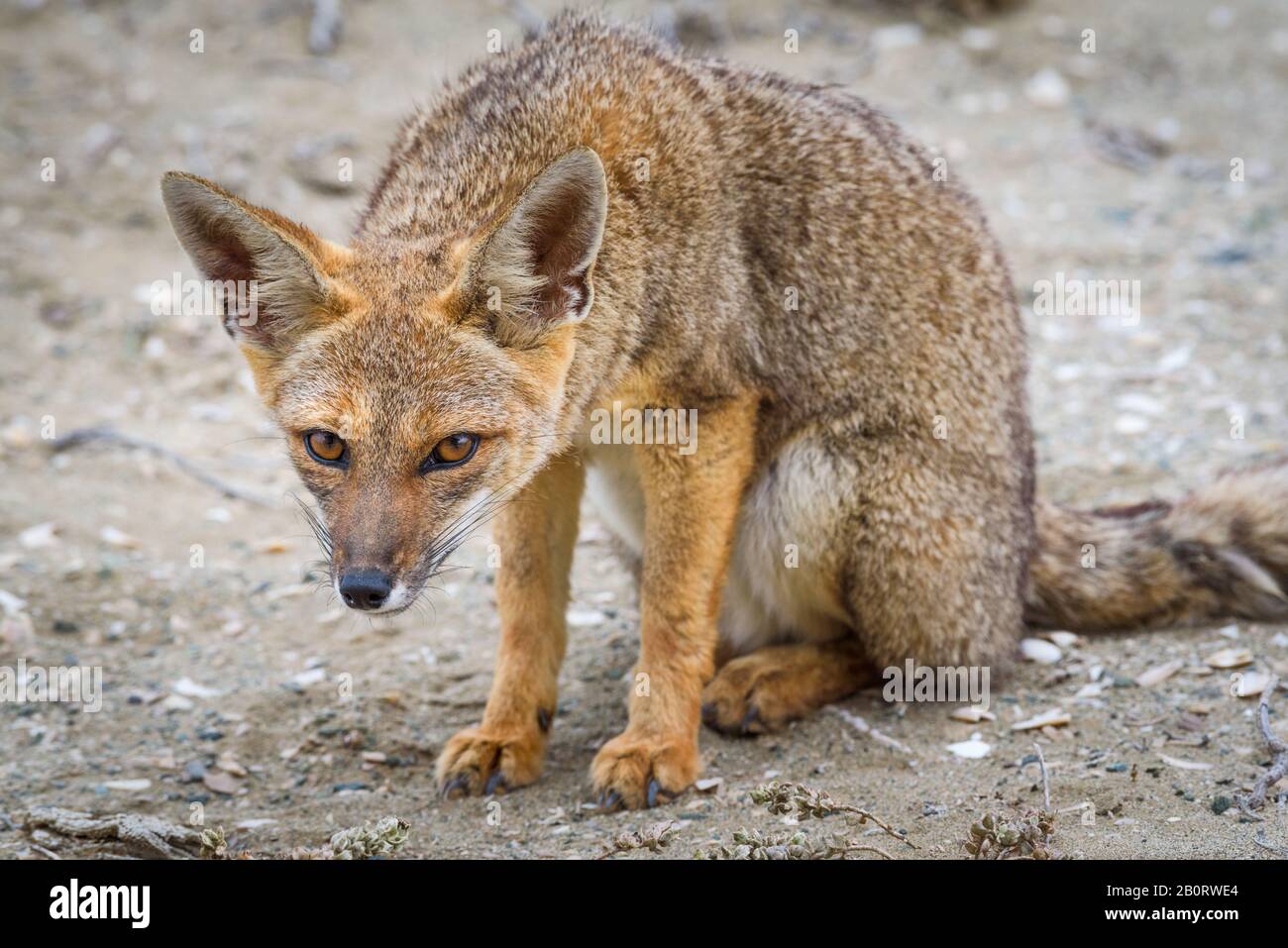 Culpeo fox Banque de photographies et d’images à haute résolution - Alamy