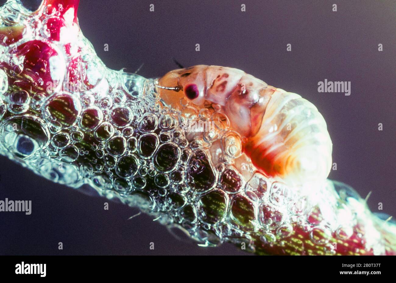 Insecte rouge et noir Banque de photographies et d’images à haute ...