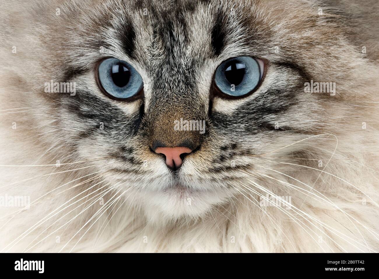 Seal tabby point neva masquerade siberian domestic cat Banque de ...