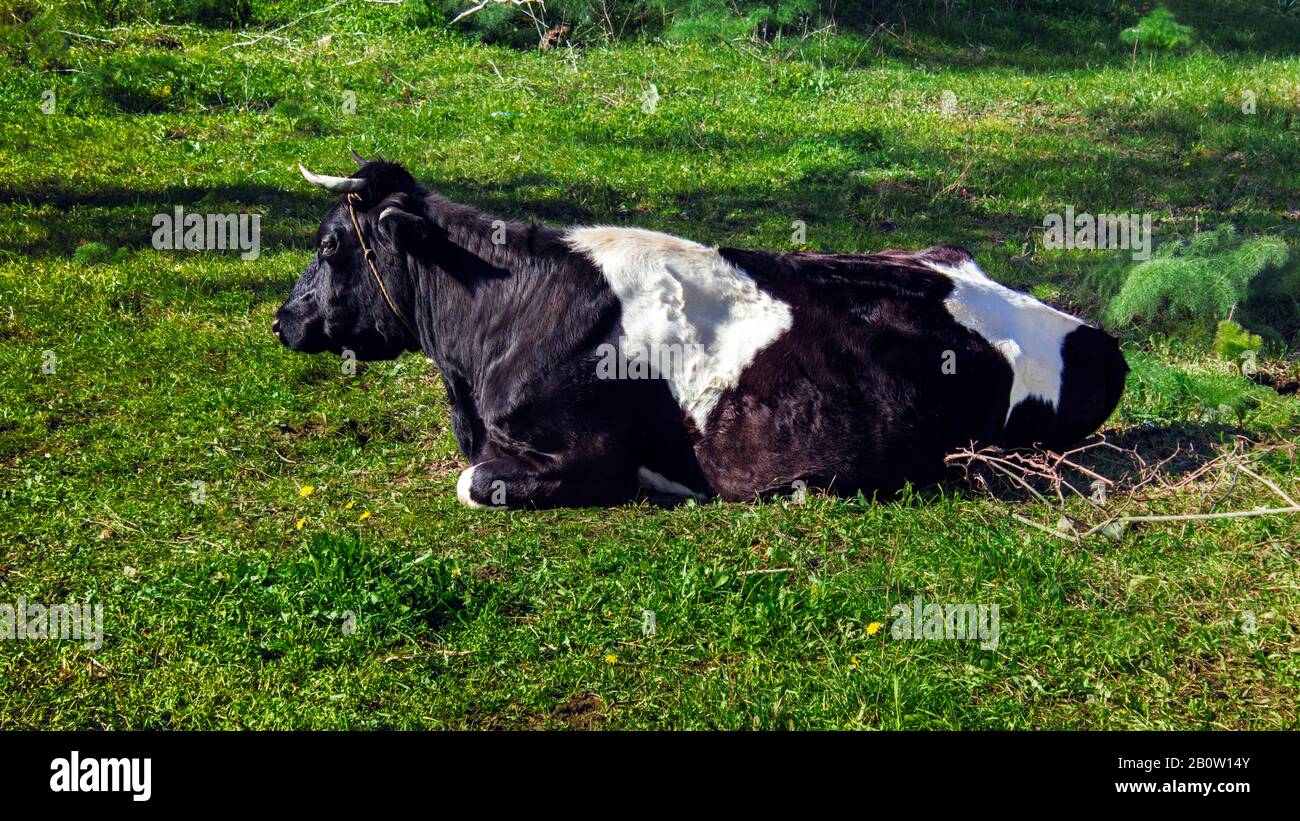 Vache noire et blanche avec des cornes Banque de photographies et d’images à haute résolution ...