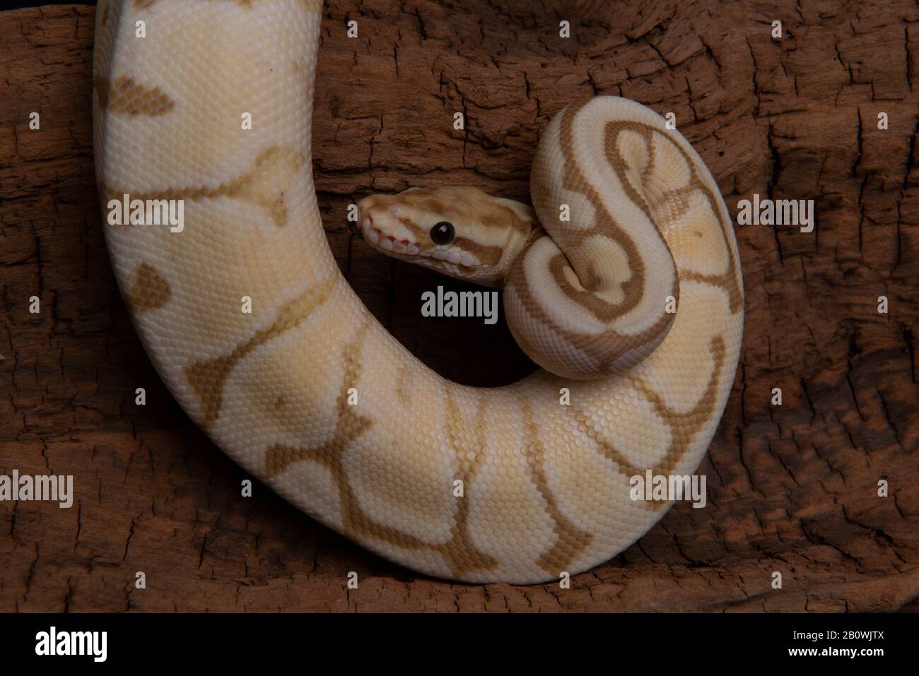 Bébé serpent Banque de photographies et d’images à haute résolution - Alamy