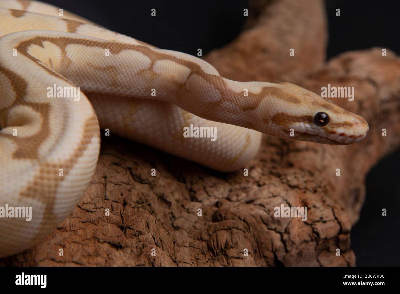 Bébé serpent Banque de photographies et d’images à haute résolution - Alamy
