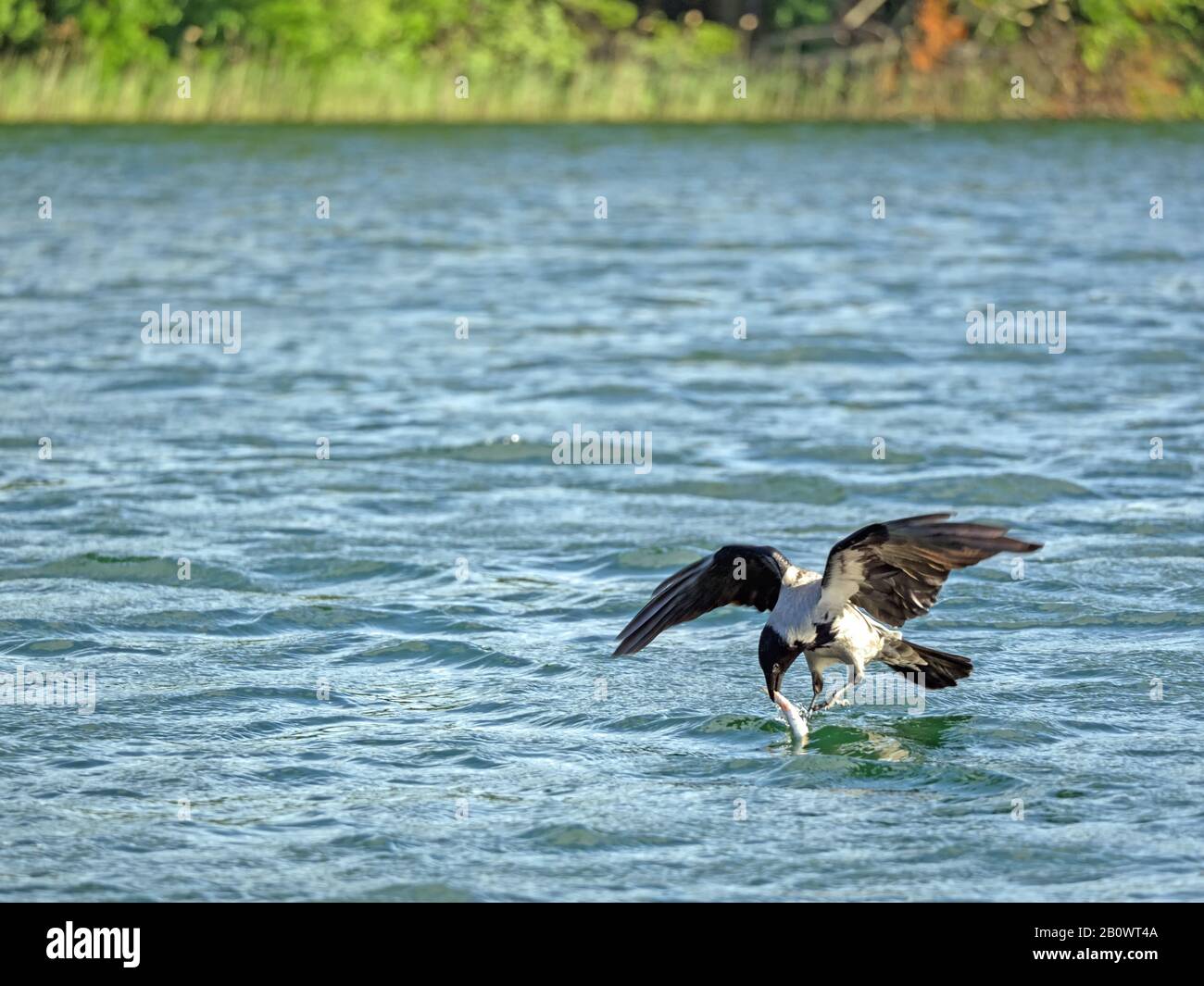 Voler Avec Un Poisson Dans Son Bec Banque d'image et photos - Alamy