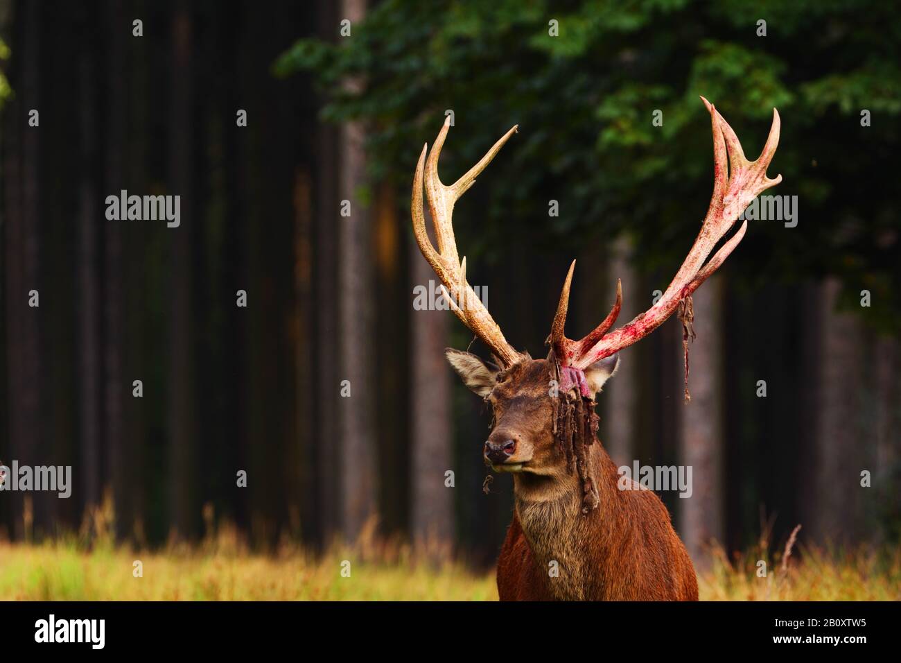 Cerf frotter Banque de photographies et d’images à haute résolution - Alamy