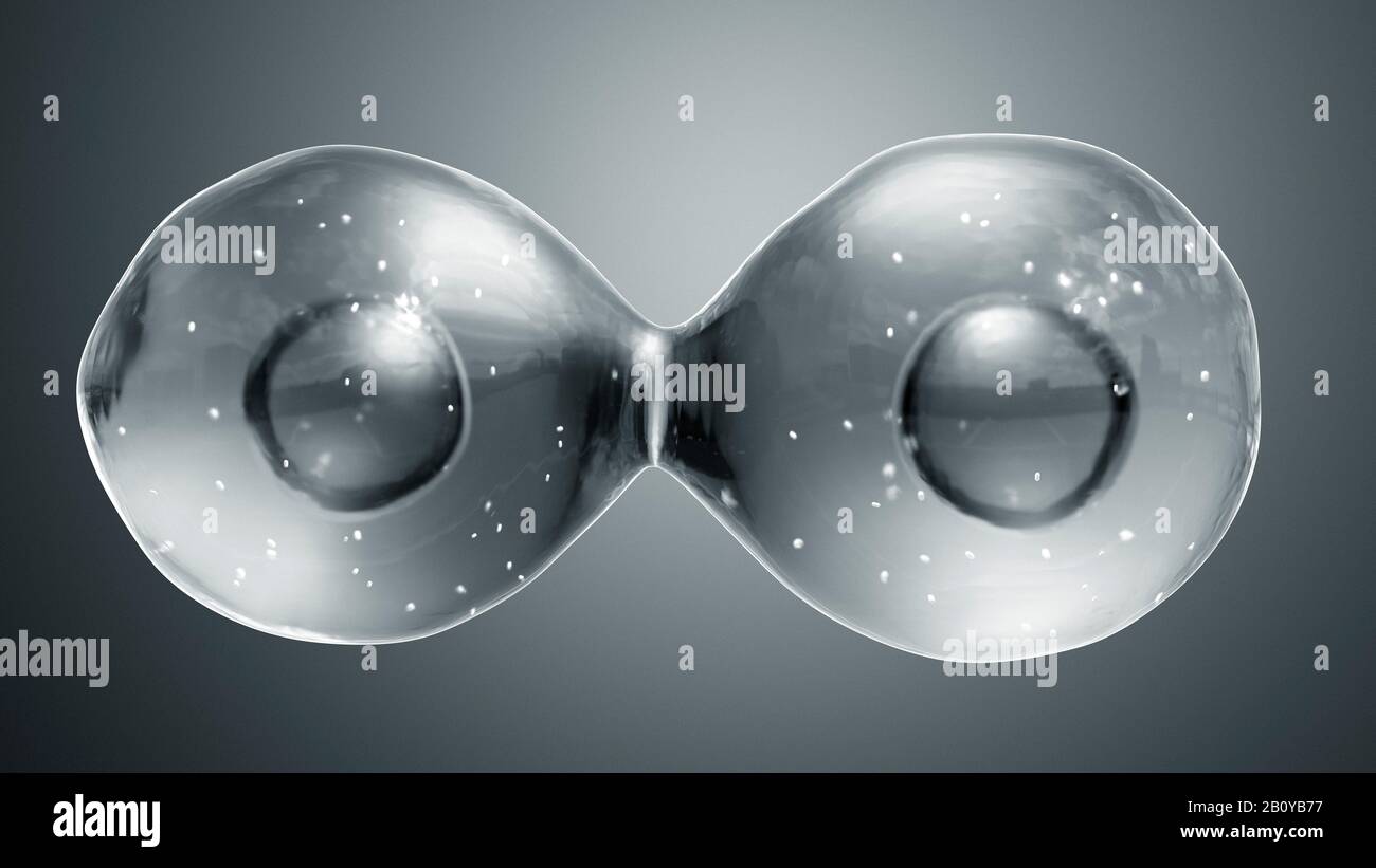 Cellule blanche Banque de photographies et d’images à haute résolution ...