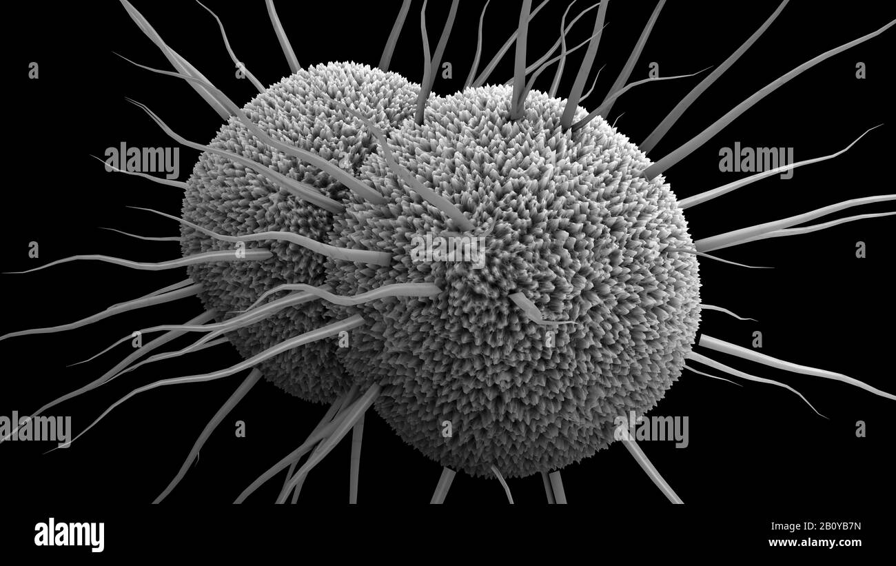 Neisseria gonorrhoeae Banque de photographies et d’images à haute ...