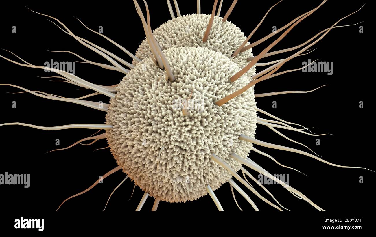 Neisseria gonorrhea Banque de photographies et d’images à haute ...