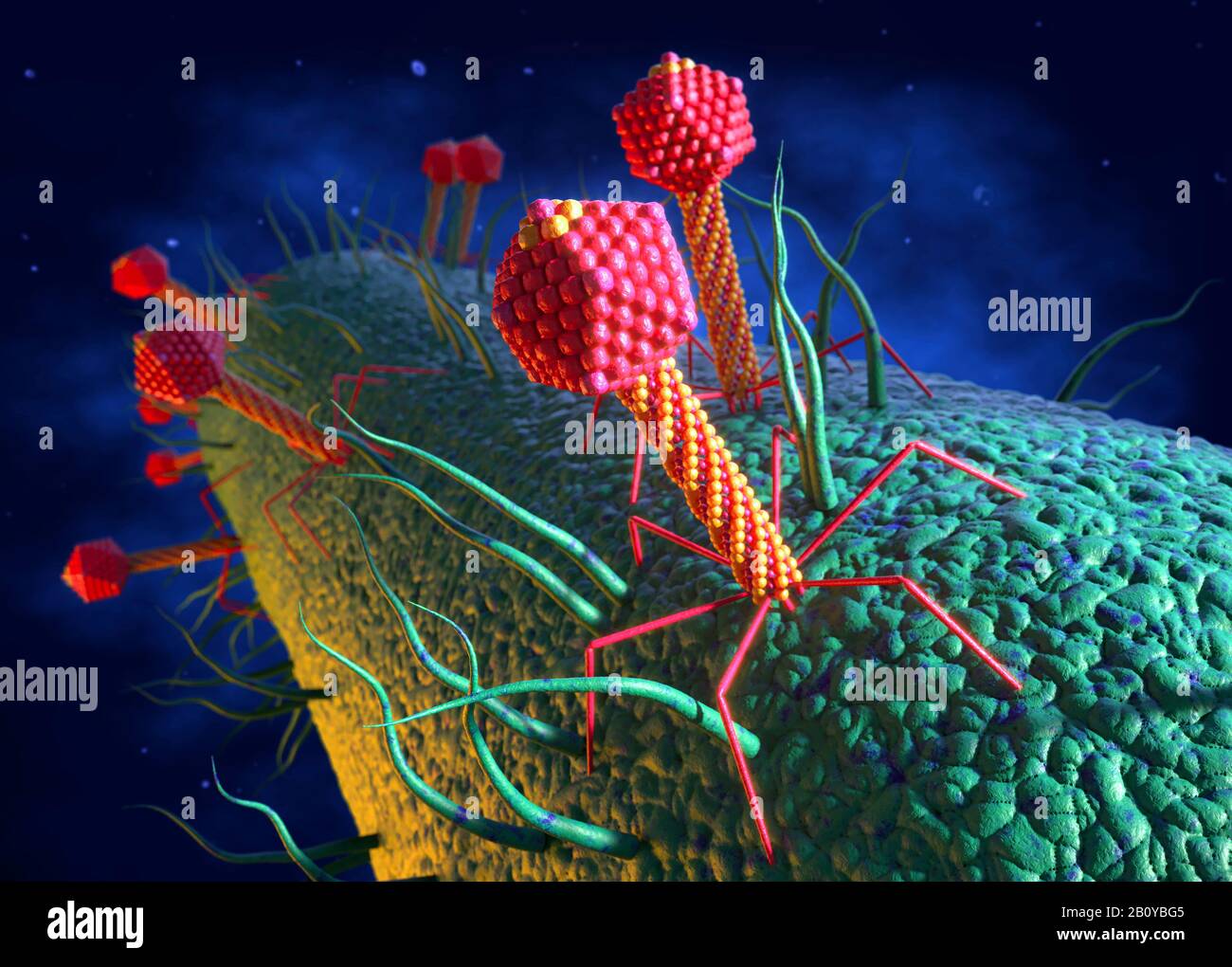 Bactériophages infectant les bactéries Banque de photographies et d ...