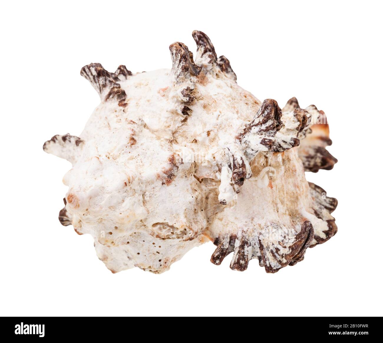 Murex escargot Banque d'images détourées - Alamy