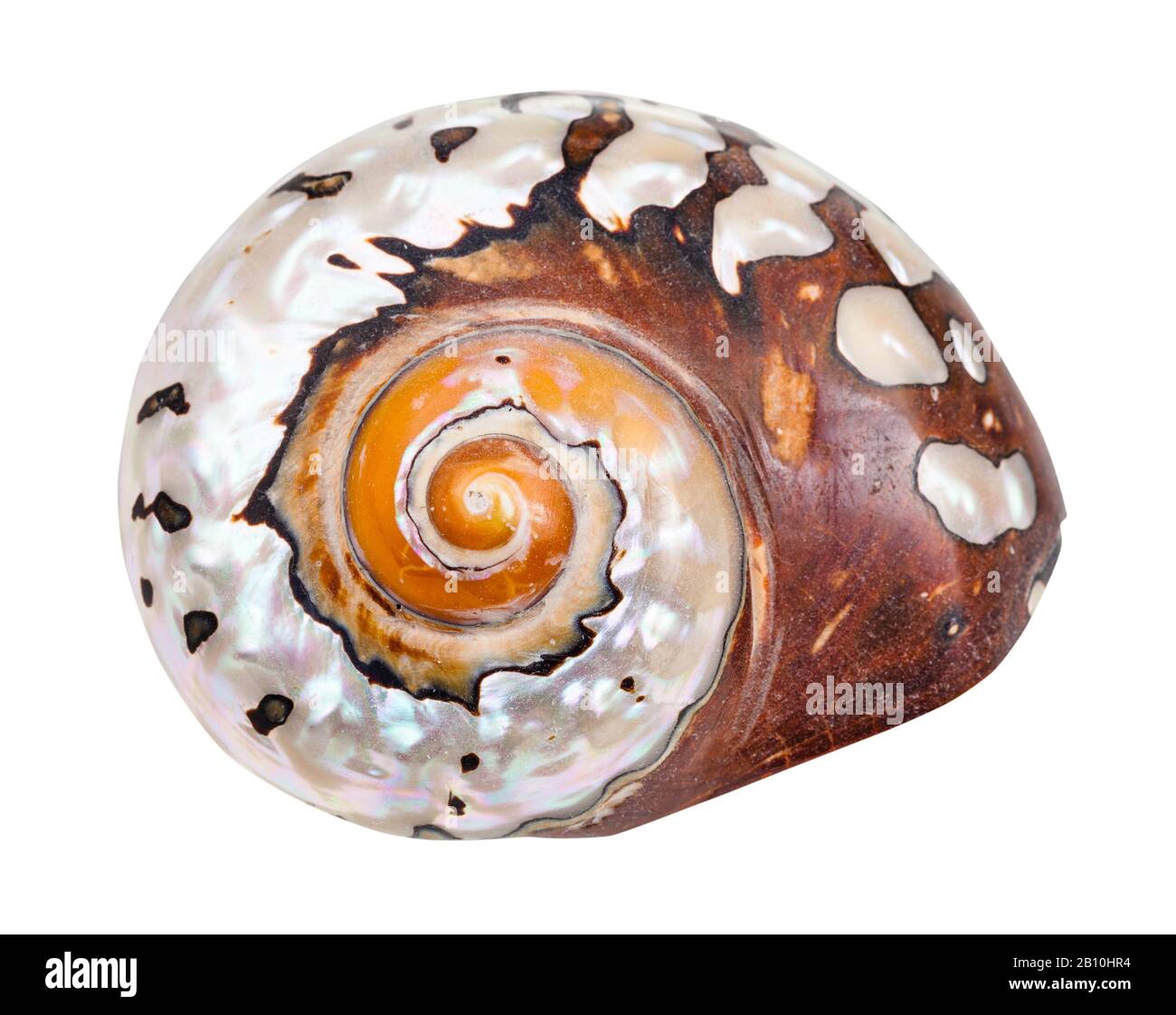 coque hélicoïdale du mollusques nautilus isolée sur fond blanc Photo ...